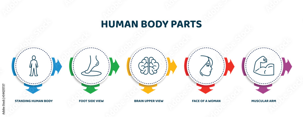 editable thin line icons with infographic template. infographic for ...