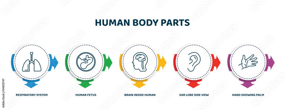 editable thin line icons with infographic template. infographic for ...