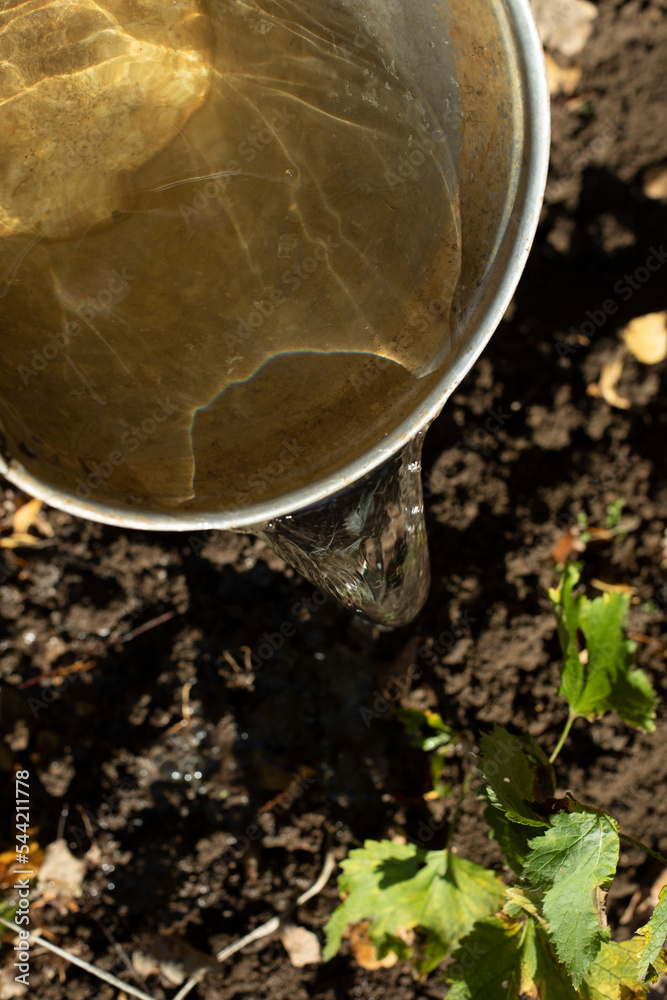 Water in bucket. Steel bucket in garden. Reflection of sun in water for ...