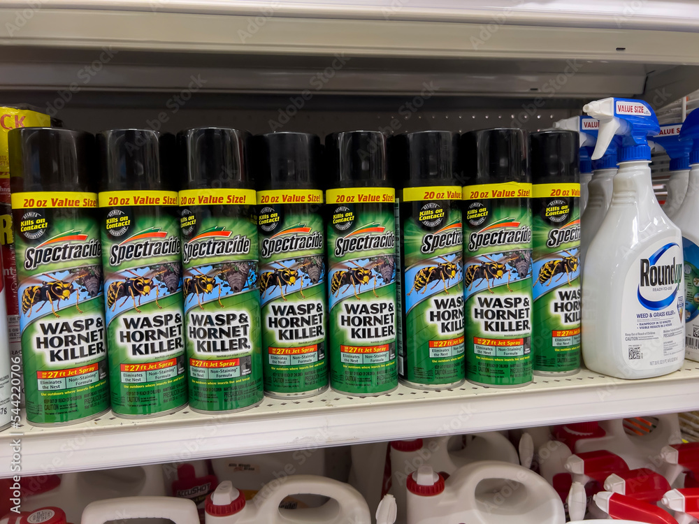 Seattle, WA USA - circa September 2022: Close up view of wasp and ...