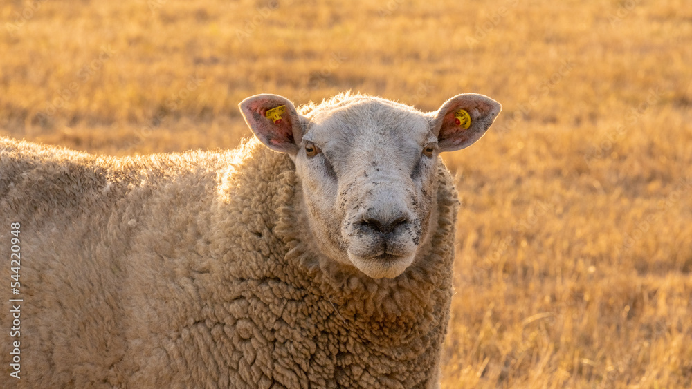 sheep farm. Sheep portrait. White lamb in paddock.Breeding and rearing ...