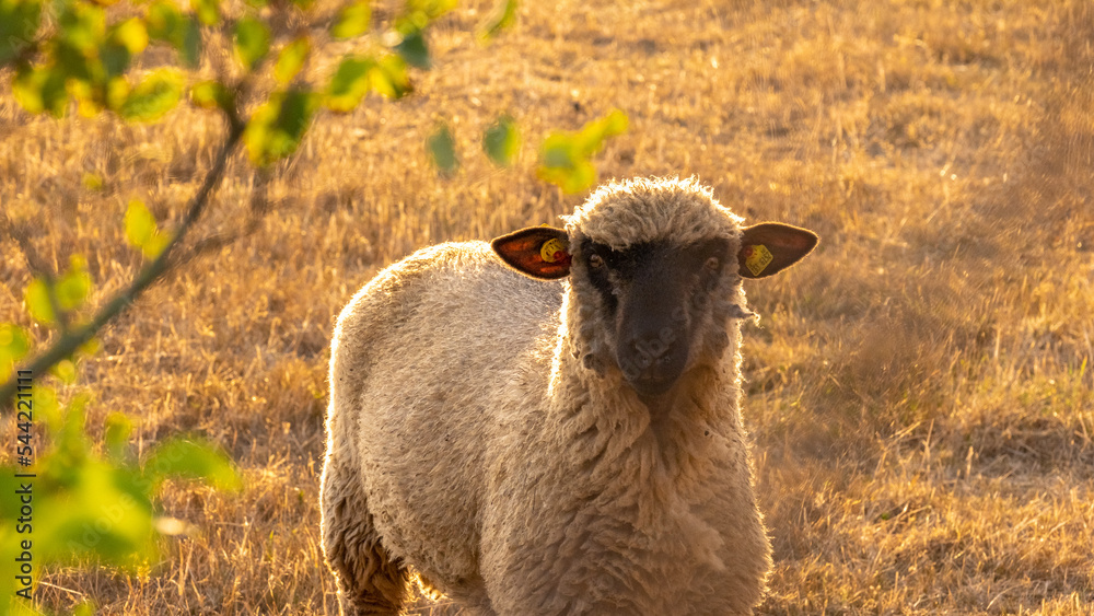 lamb in paddock.Breeding and rearing sheep.Sheep woolen breeds.sheep ...