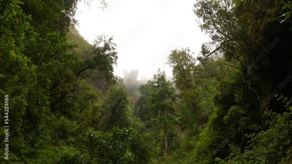 Fauna nativa de las montañas de pucura, región de los rios, Chile Stock ...