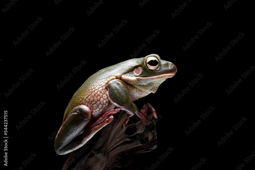 The Australian green tree frog (Ranoidea caerulea) on the tree bark ...
