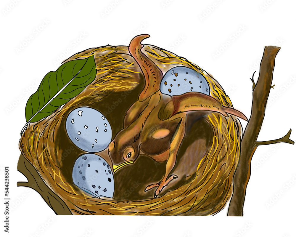 cuclillo, polluelo que retira los huevos del nido de una ave para ...