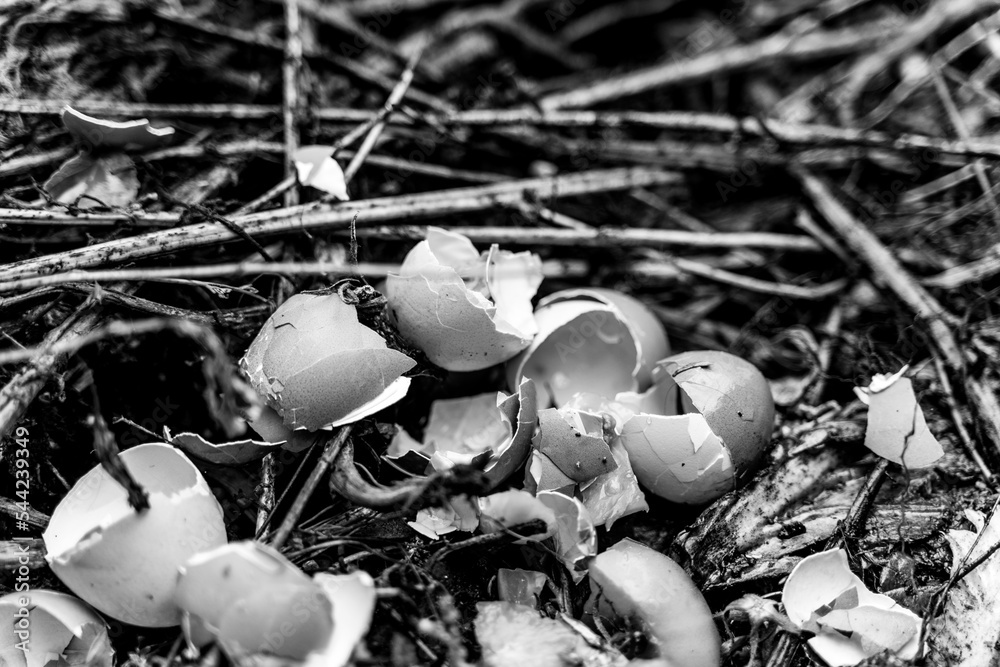 Closeup black and white photo of a compost heap with egg shells ...
