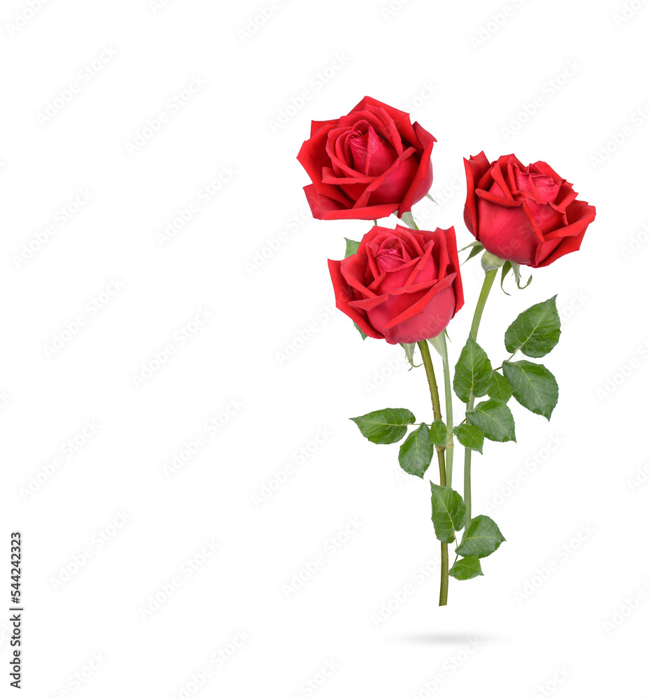 Rose with leaves isolated on transparent background. (.PNG) Stock ...