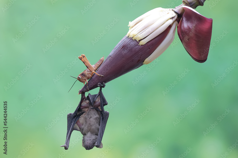 A short nosed fruit bat is ready to eat a grasshopper on a banana ...