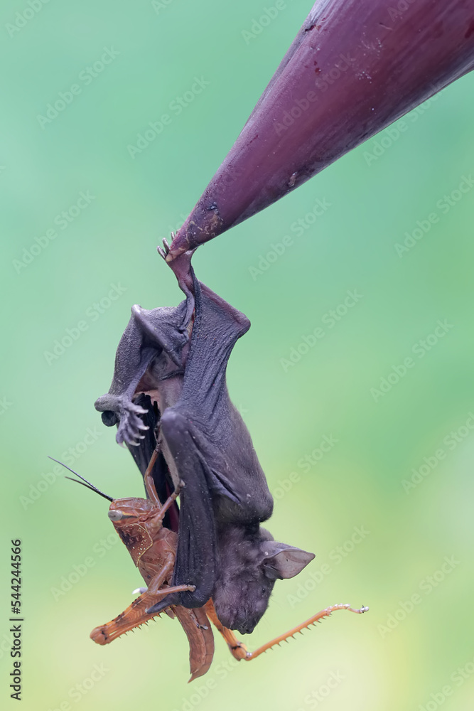A short nosed fruit bat is ready to eat a grasshopper on a banana ...
