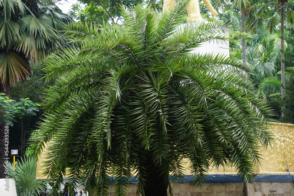Phoenix sylvestris (Also called sylvestris, silver date palm, Indian ...