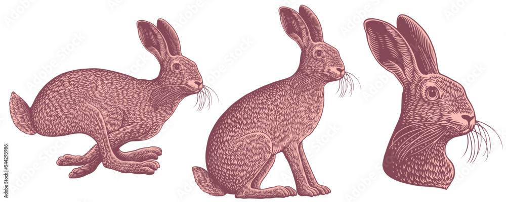 Hare. Design set. Editable hand drawn illustration. Vector vintage ...