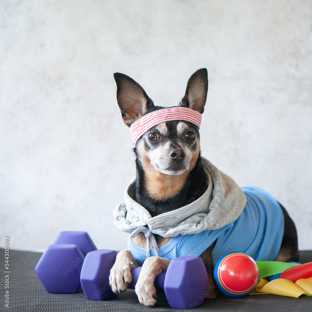 Dog Fitness , sport and lifestyle concept. Sporty and healthy lifestyle ...