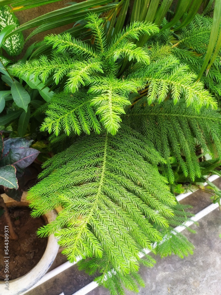 Araucaria cunninghamii is a species of Araucaria known as hoop pine ...