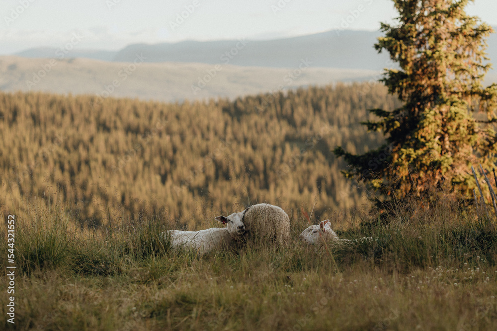 Norway, wild sheeps in Jotunheimen National Park, Beitostølen Stock ...