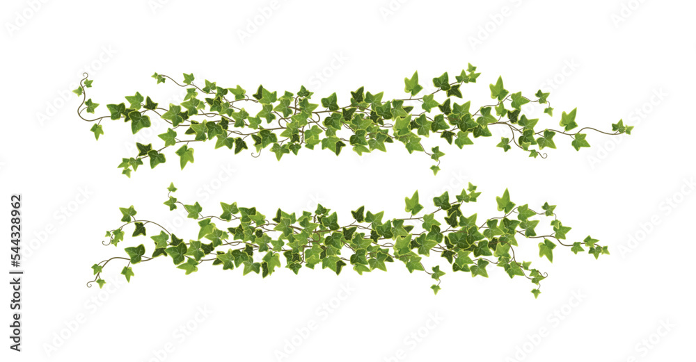 Ivy plant branch cartoon vector illustration. limbing vine. Stock ...