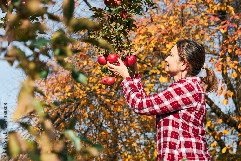 Woman picking ripe apples on farm. Farmer grabbing apples from tree in ...
