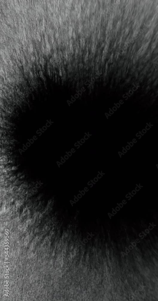 Vertical video. Black paint water drop. Reveal transition. Cover ...