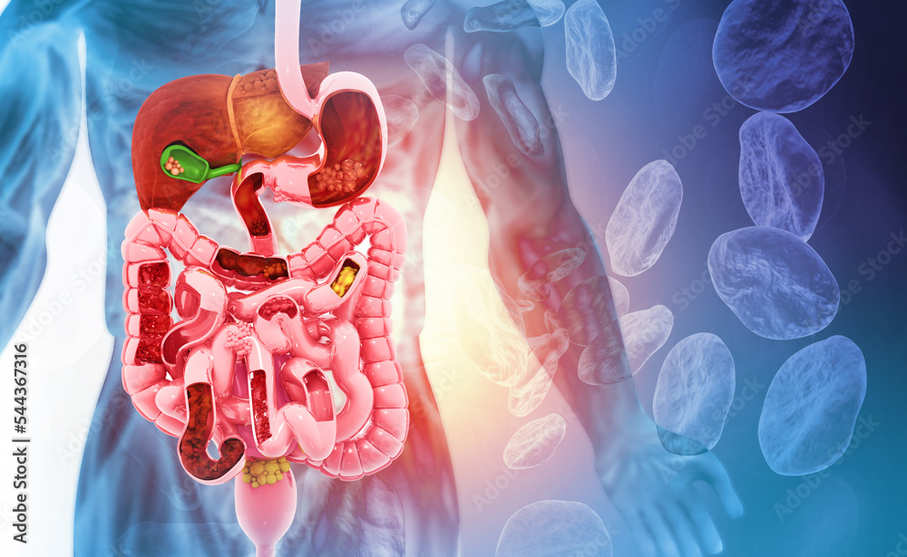 Anatomy of human digestive system. 3d illustration Stock Illustration ...