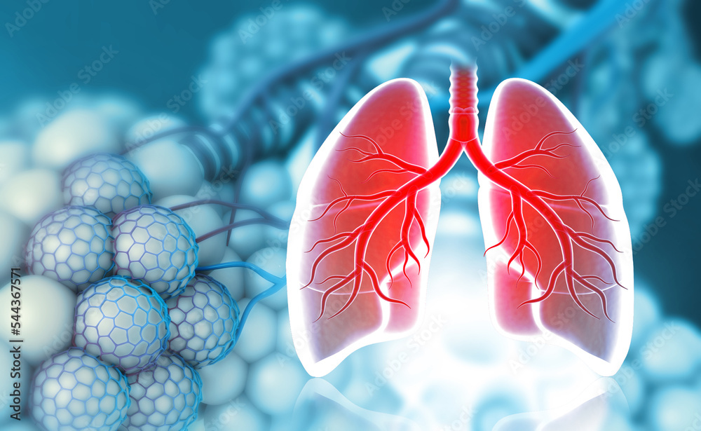 Anatomy of human lungs on medical background. 3d illustration Stock ...