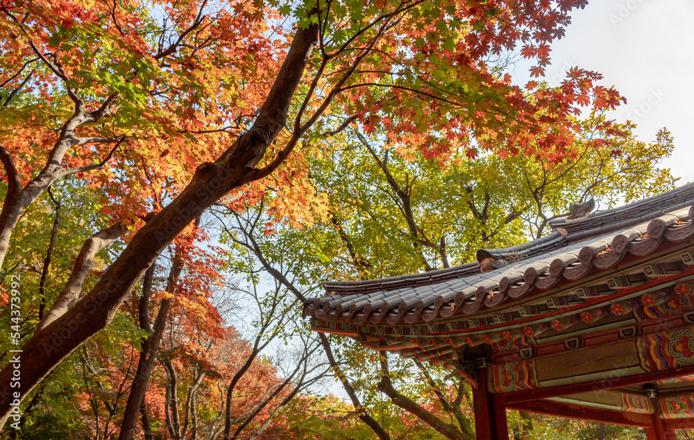 Colorful fall autumn foliage trees forest and traditional Korean palace ...
