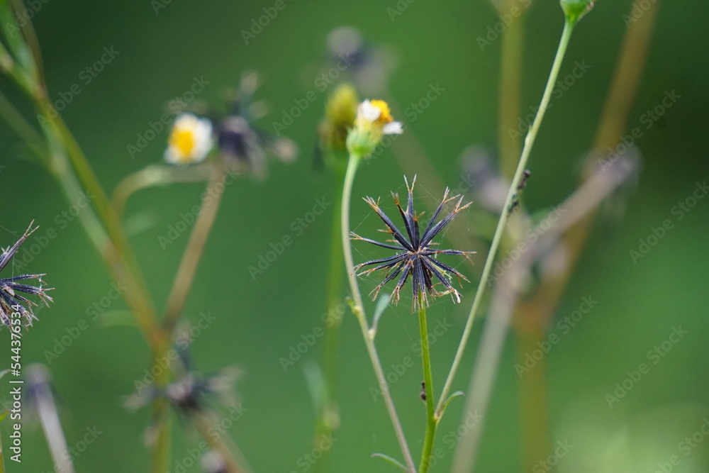 Stockfoto Bidens alba (Also called shepherd's needles, beggarticks ...