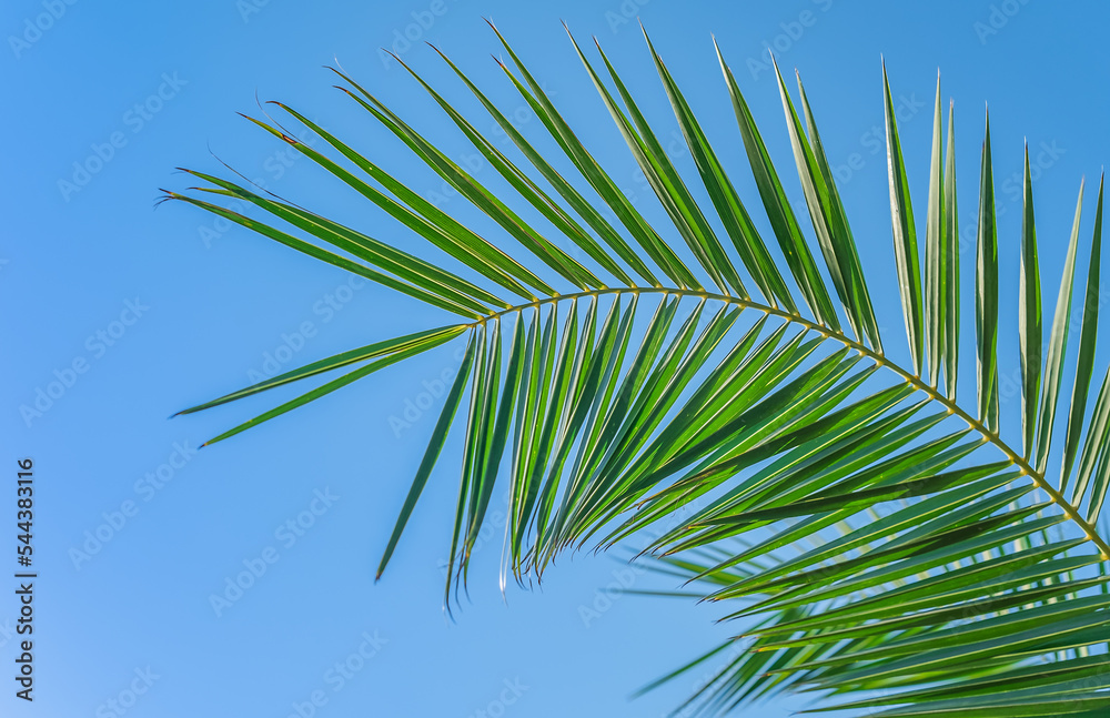 Palm tree branch on blue sky background, free space for text ...