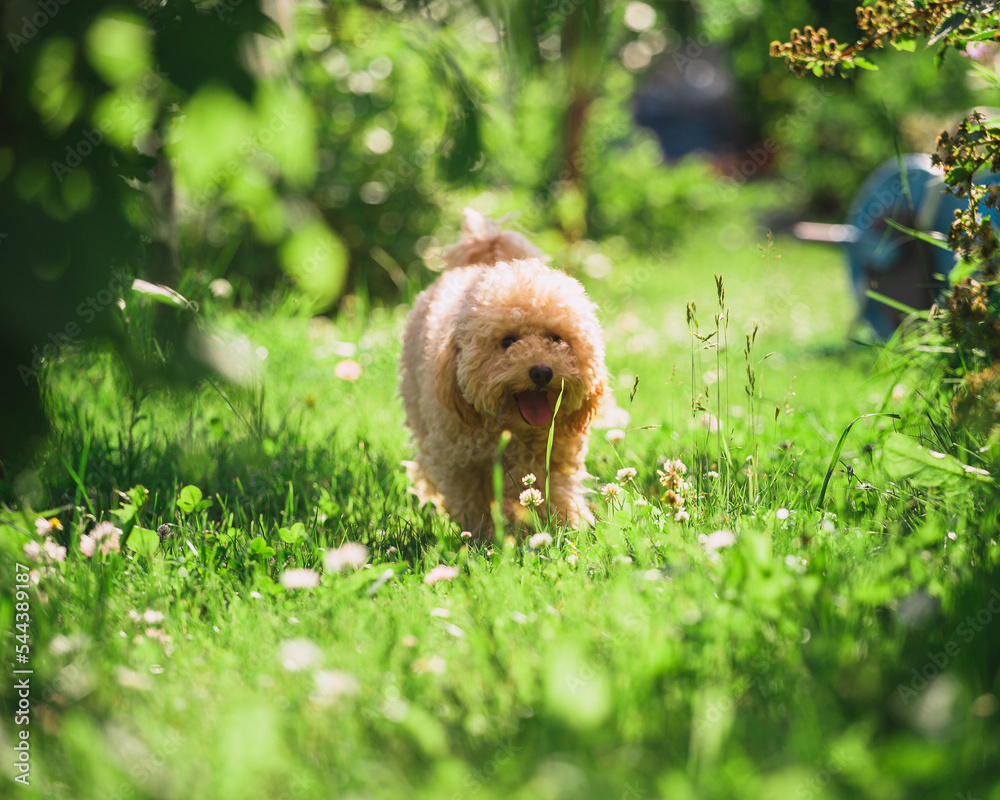 Cheerful cheerful cute curly toy poodle puppy walks in the garden ...