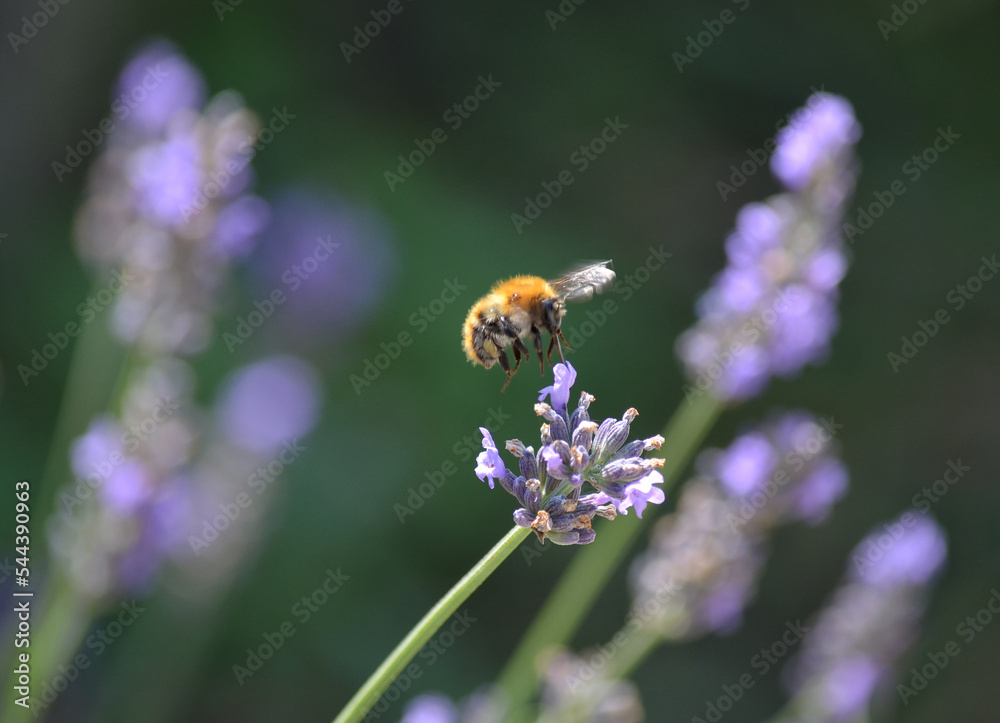 Abeille en train de butiner une fleurs de lavande Stock Photo | Adobe Stock