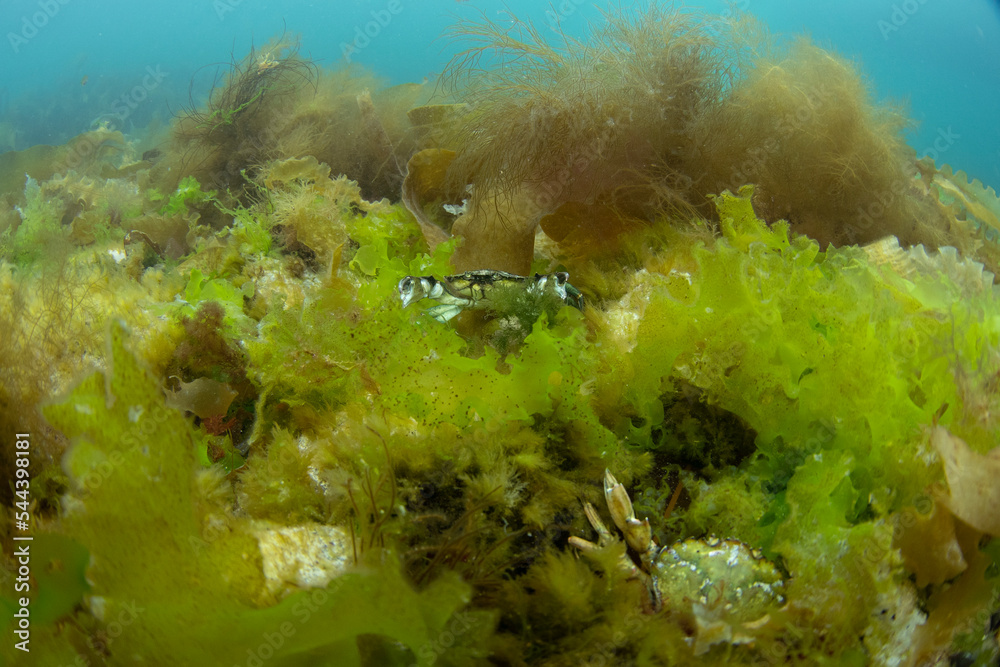 Velvet crab on the bottom. Crabs on the scotland coast. Nature in ...