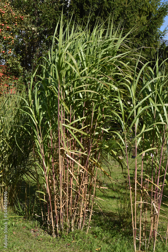 Miscanthus giganteus Stock Photo | Adobe Stock