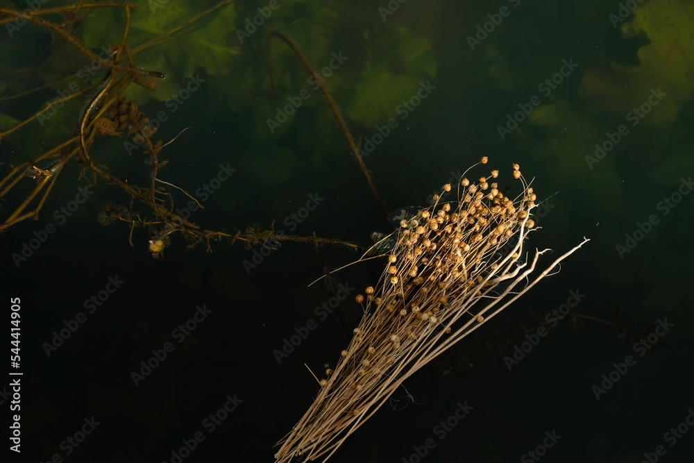 Flax seeds pods on the water background. Freshwater algae. Ecosystem ...