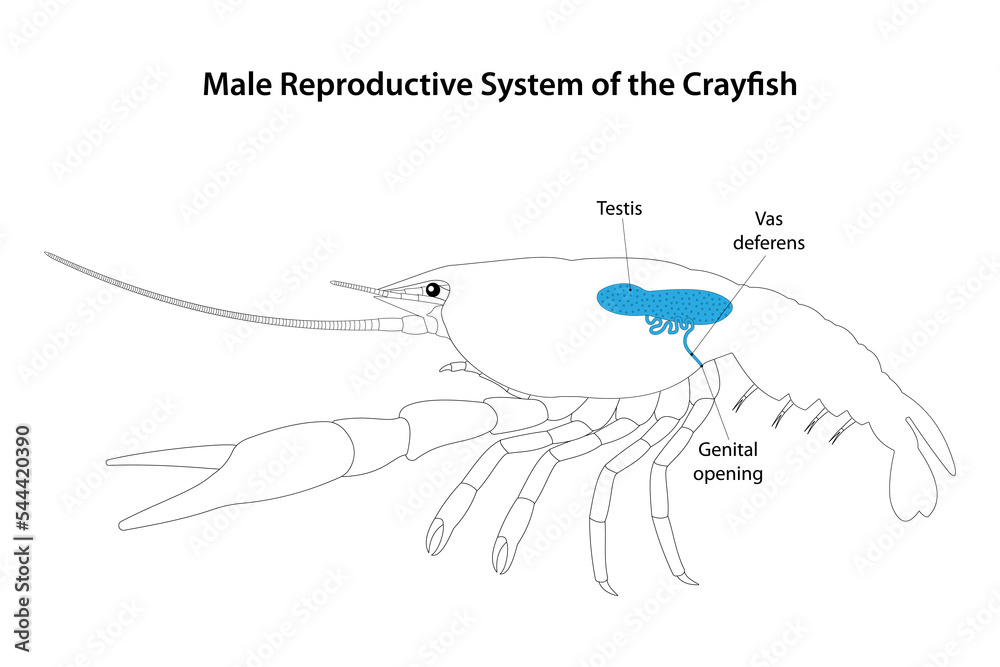 Crayfish Reproductive System Diagram Bio Chapter 36 Crayfish