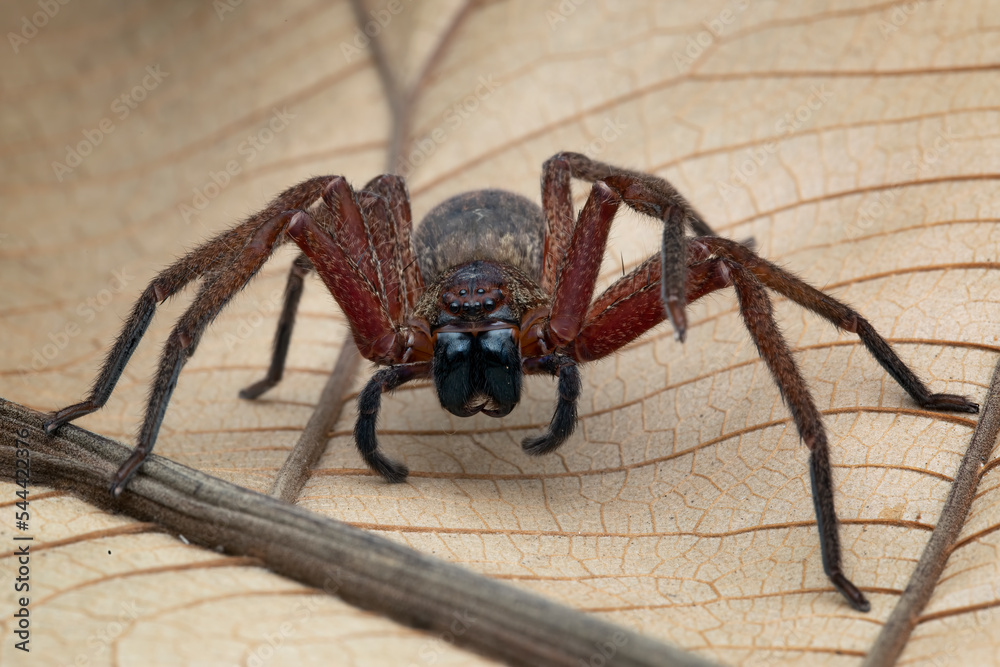 Huntsman spiders closeup on dry leaves, Huntsman spiders closeup ...