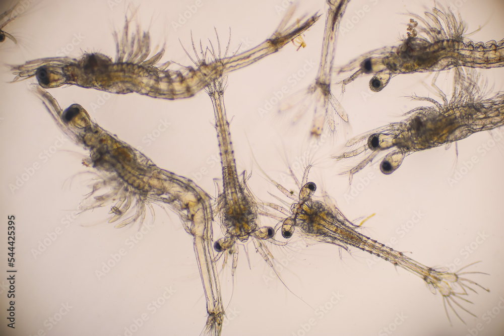 Shrimp, Zoea stage and Mysis stage of Vannamei shrimp in light ...