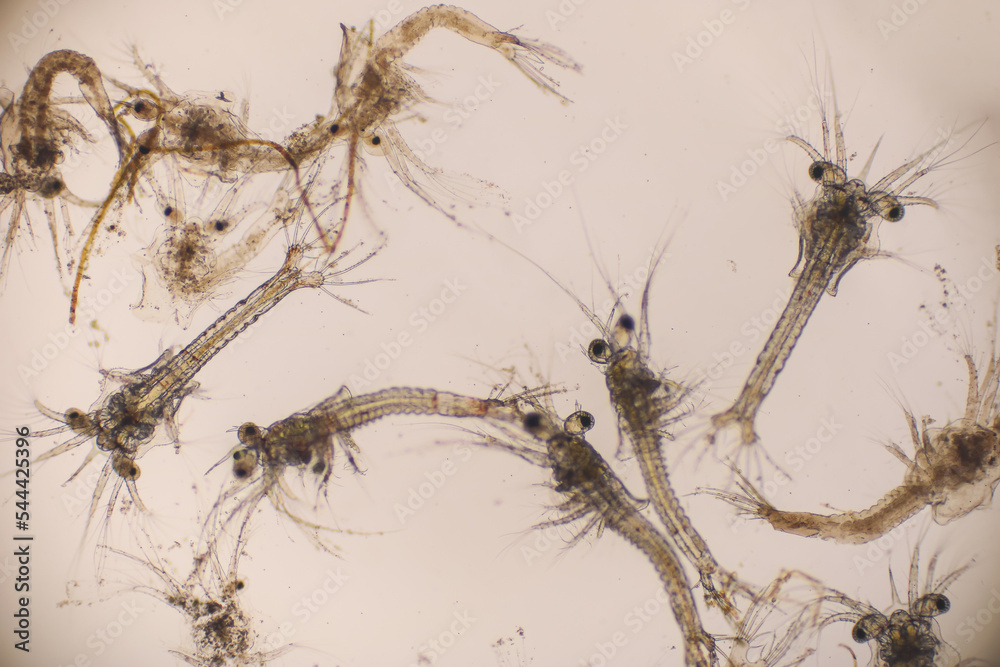 Shrimp, Zoea stage with dead shrimp of Vannamei shrimp in light ...