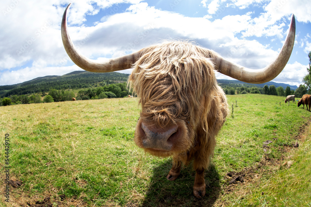 Herd of highland cattle in Scotland. Common cows in Scotland. Cattle on ...