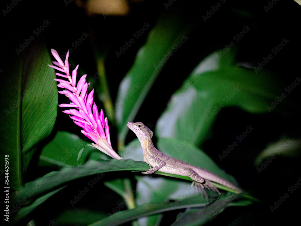 Xantusiidae