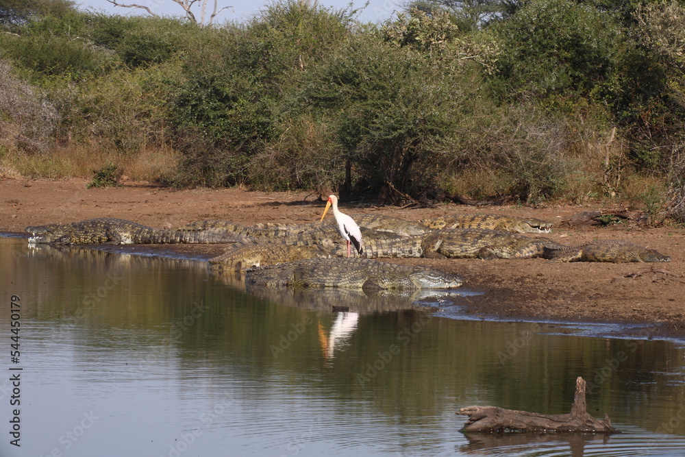 Nilkrokodil und Nimmersatt / Nile crocodile and Yellow-billed stork ...