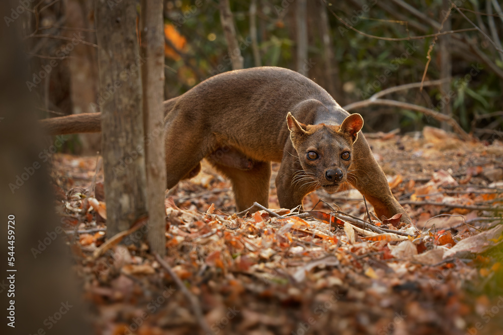 Fossa - Cryptoprocta ferox long-tailed mammal endemic to Madagascar ...