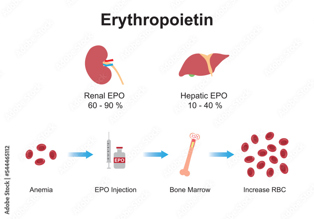 Scientific Designing of Erythropoietin (EPO) Effect on Bone After ...