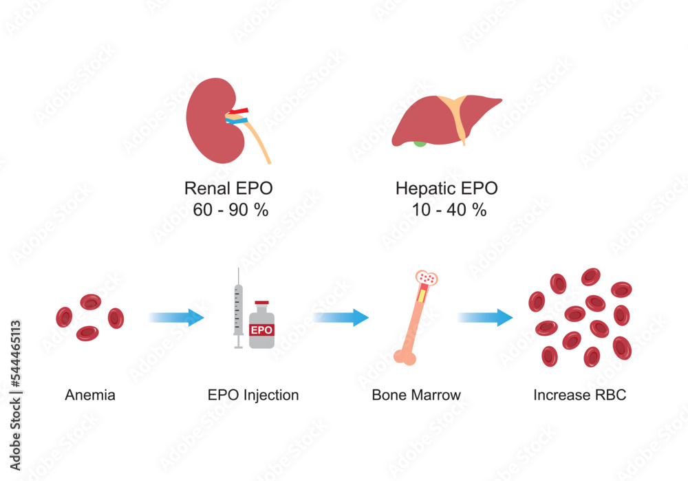Scientific Designing of Erythropoietin (EPO) Effect on Bone After ...