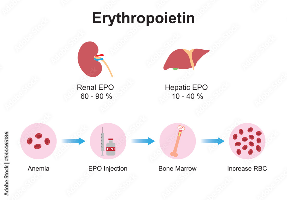 Scientific Designing of Erythropoietin (EPO) Effect on Bone After ...