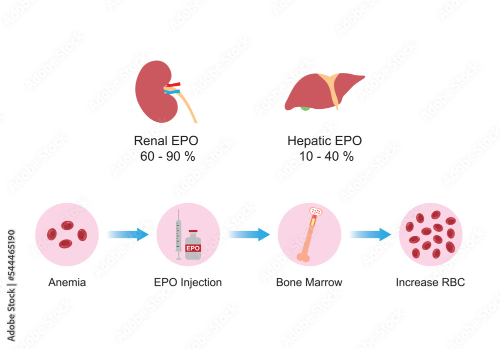 Scientific Designing of Erythropoietin (EPO) Effect on Bone After ...