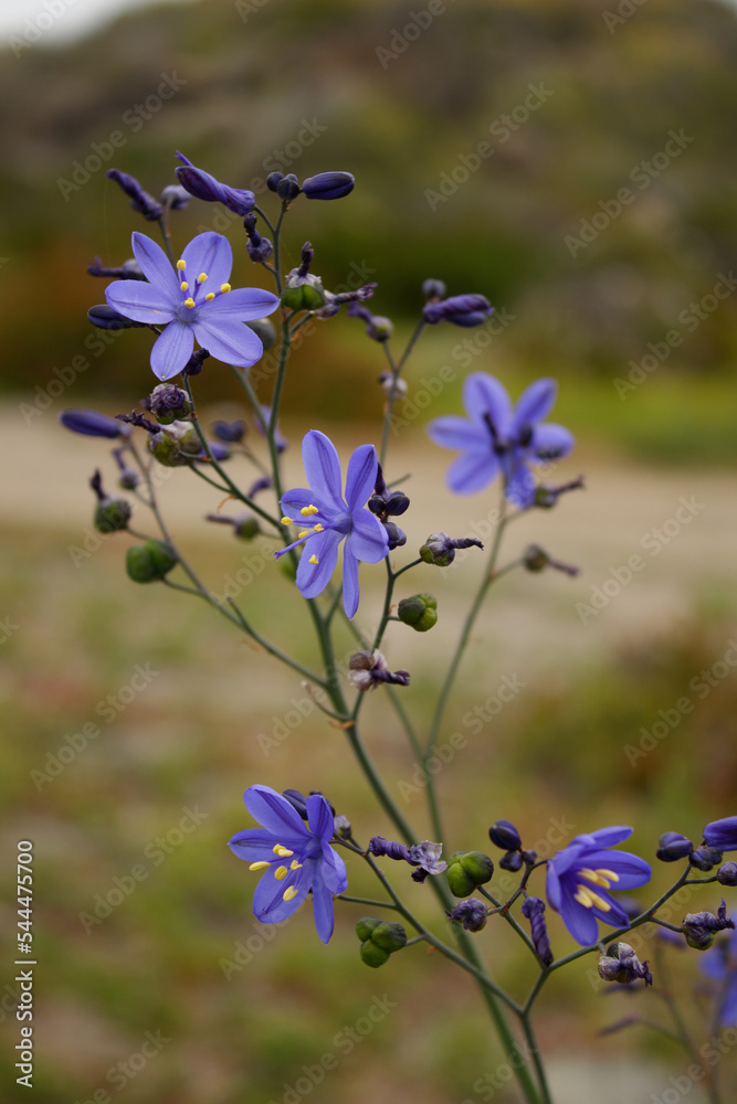 Plano Medio de grupo de flores de color azul llamada Azulillo, típica ...