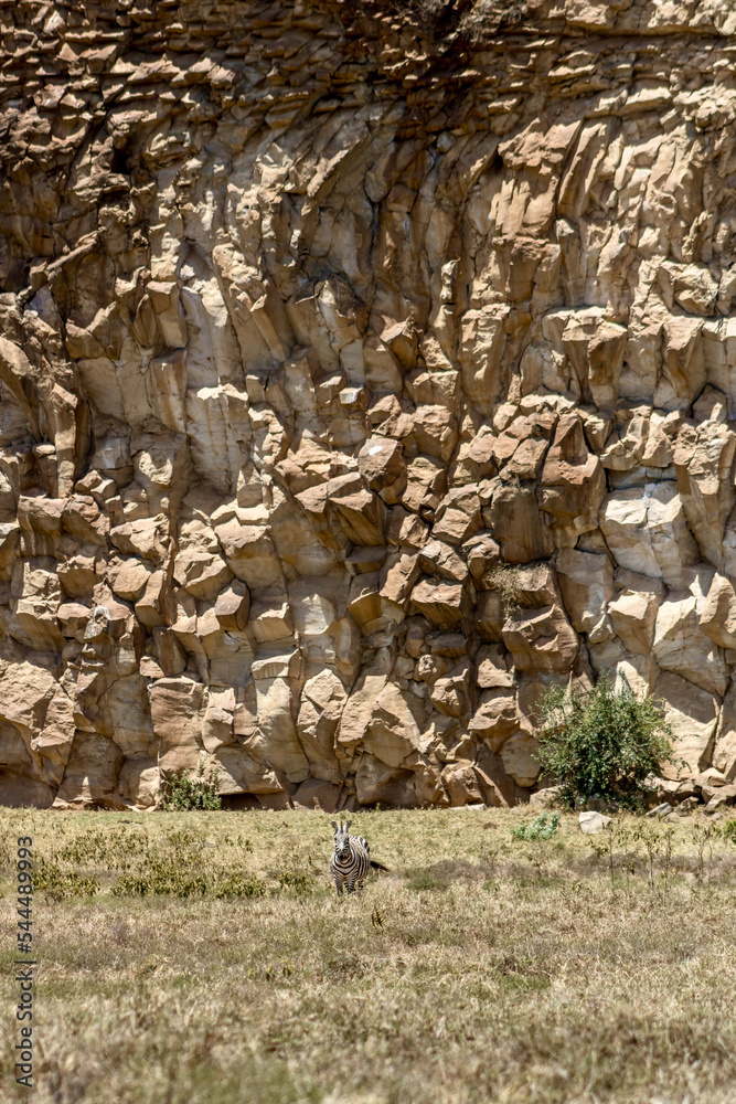 Zebra under rocky cliff at Hell’s Gate National Park in Kenya Stock ...