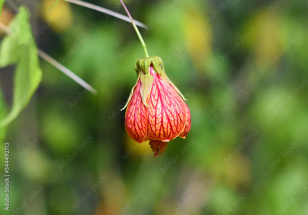 Abutilon pictum or Abutilon striatum redvein flower growing in Da Lat ...