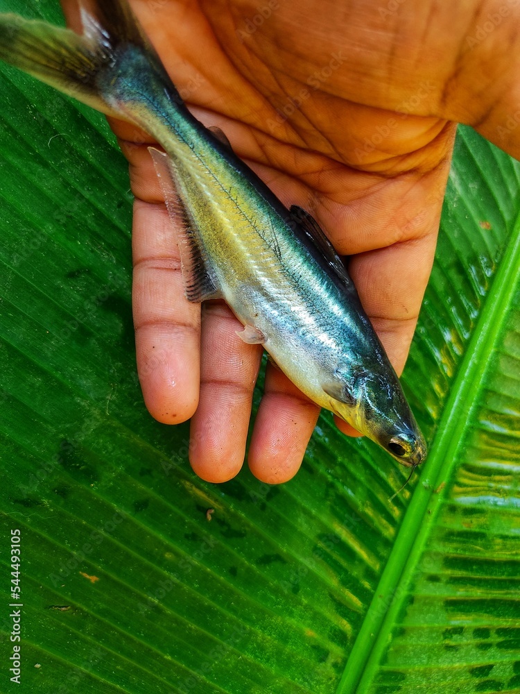 Pangasius catfish in hand in banana leaf background HD Stock Photo ...