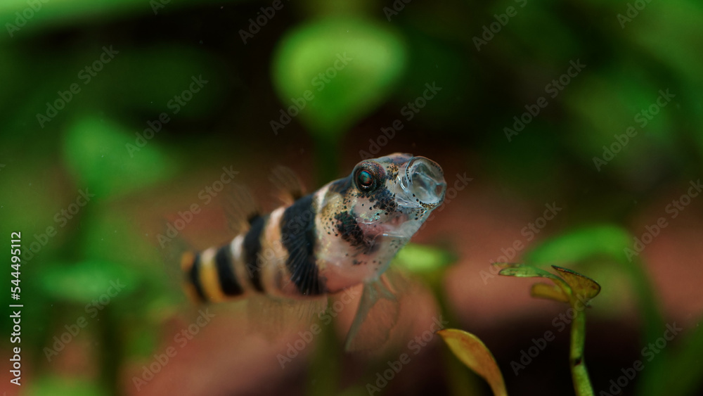 Freshwater micro bumblebee goby (Brachygobius sp.) yawning, showing detailed structures of ...