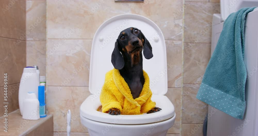 Adorable little dog bright bathrobe sits and learns to use toilet funny ...