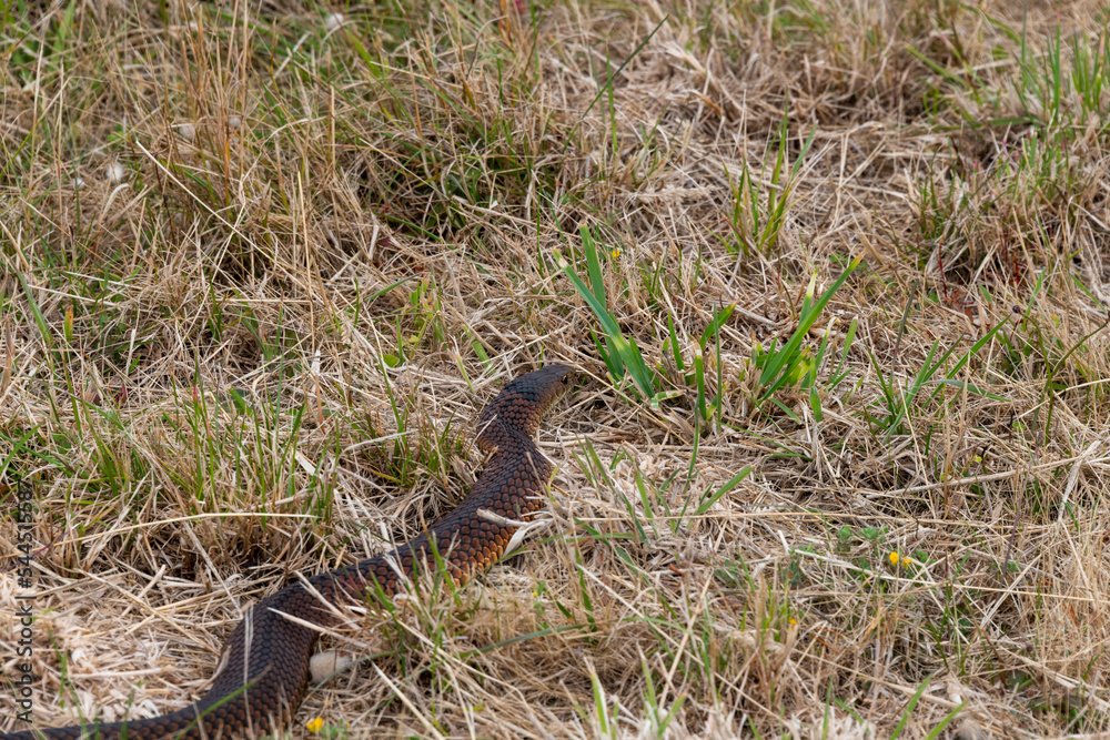 copperhead snake, The eastern copperhead, also known as the copperhead ...